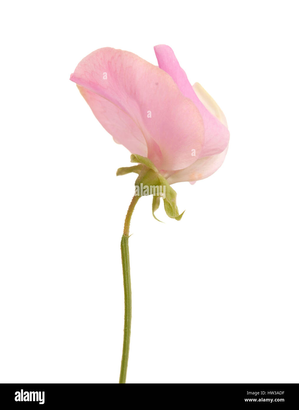 light pink sweet pea flower isolated on white Stock Photo - Alamy