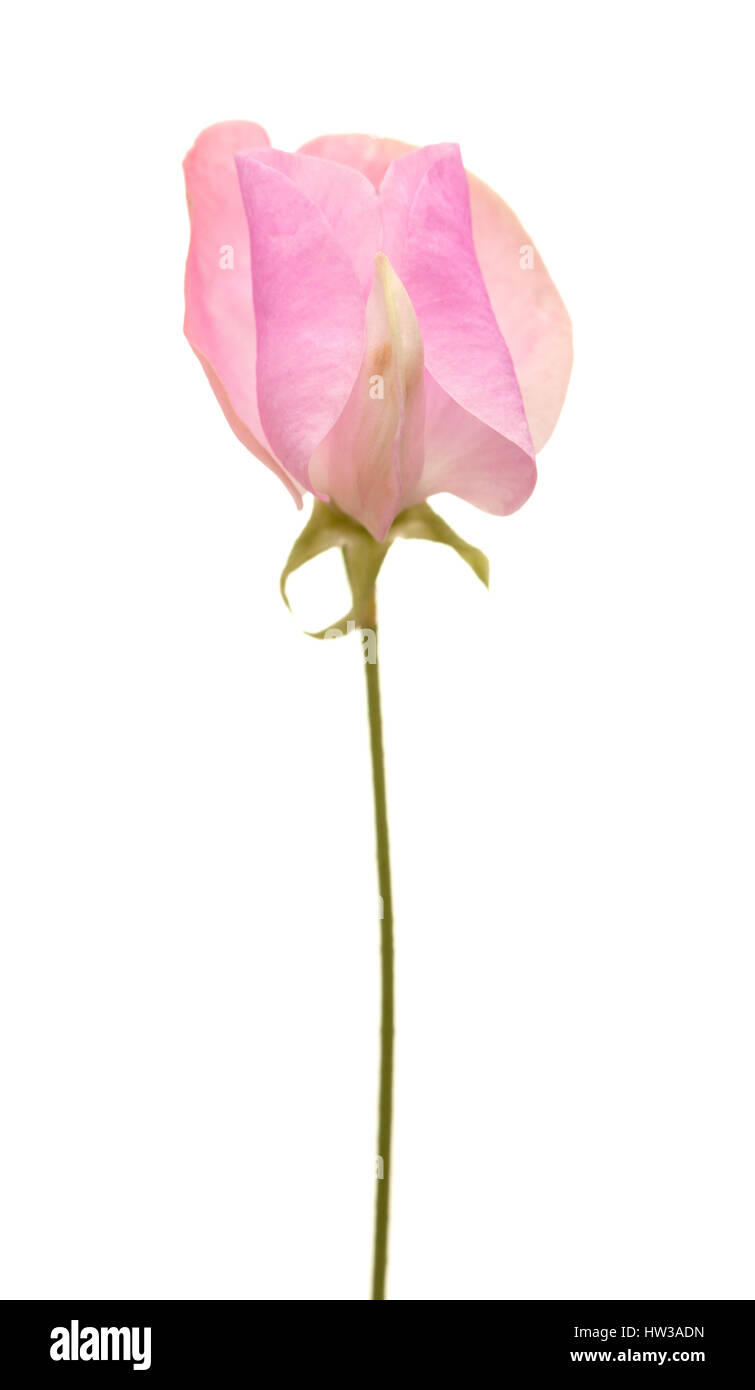 light pink sweet pea flower isolated on white Stock Photo - Alamy