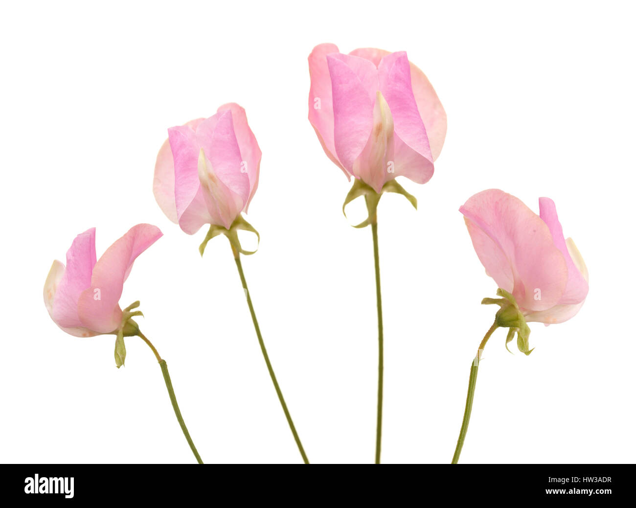 light pink sweet pea flower isolated on white Stock Photo - Alamy