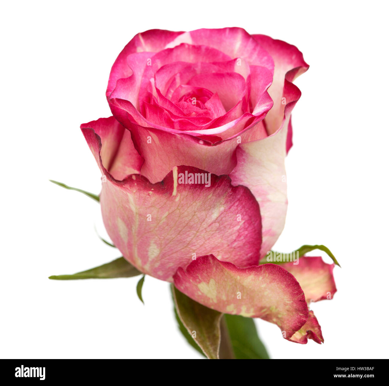 mottled green and magenta rose isolated on white background Stock Photo ...