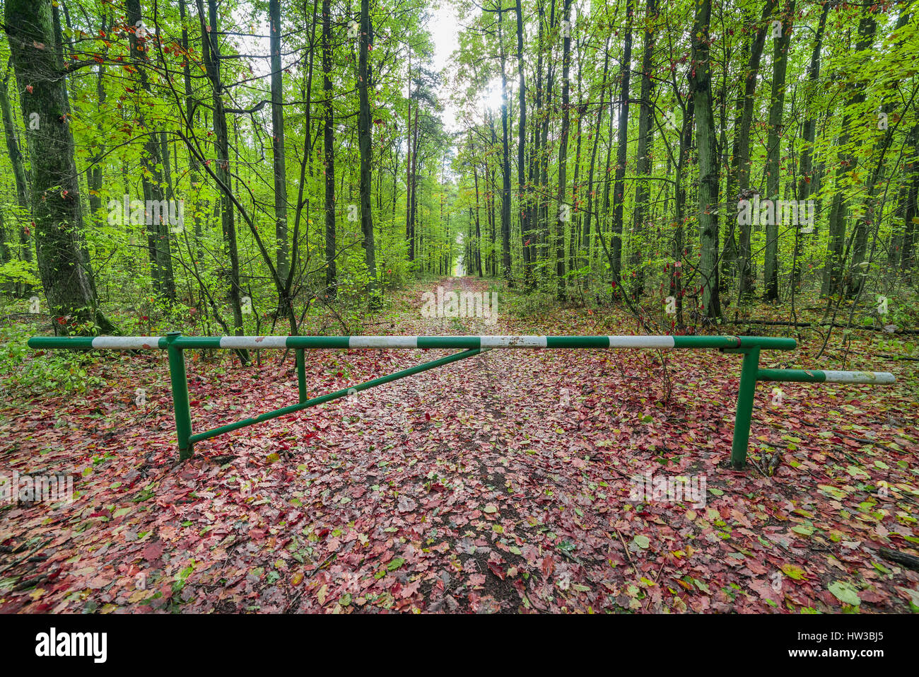 barrier on the path in the green forest Stock Photo - Alamy