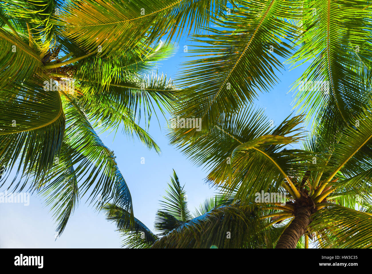 Coconut palms over bright sky background. Dominican Republic nature ...