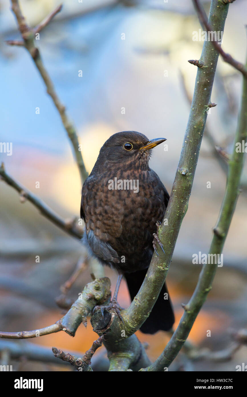 Common Blackbird (Turdus merula). French: Merle noir German: Amsel ...
