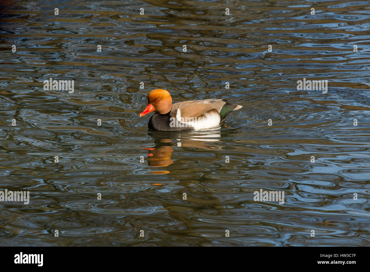 Red beak duck hi-res stock photography and images - Alamy