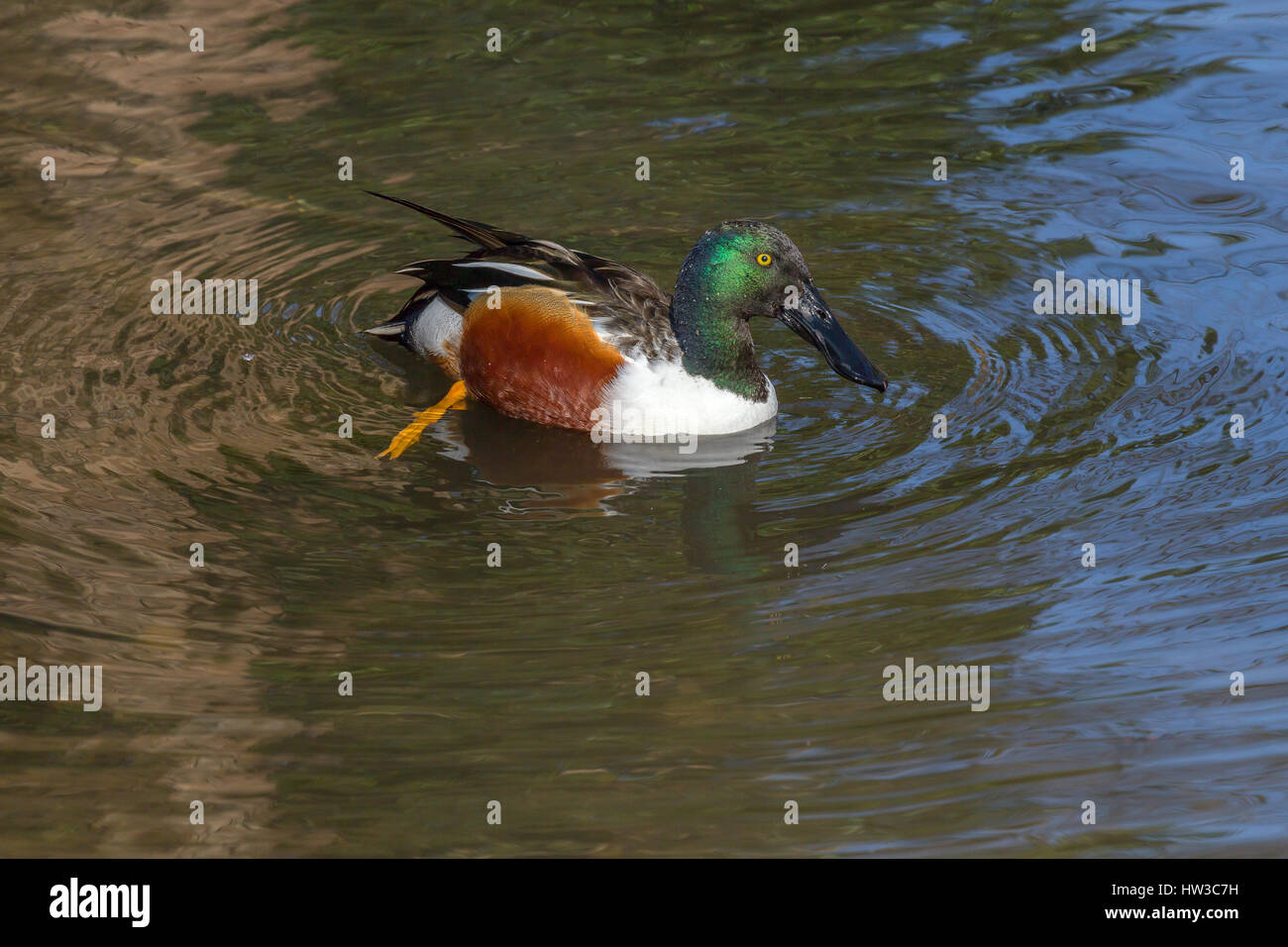 Most common duck in north america hi-res stock photography and images ...