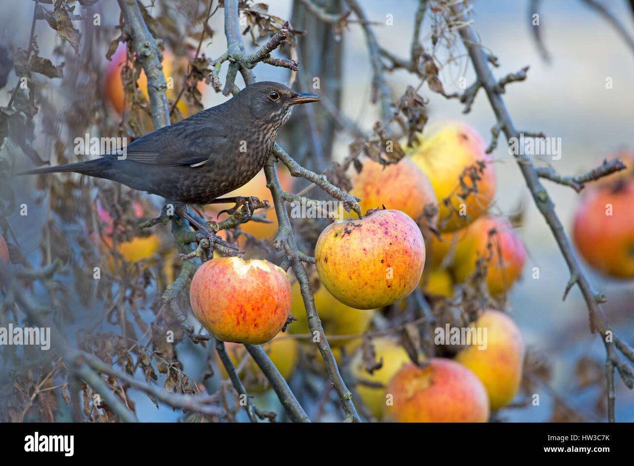 Common Blackbird (Turdus merula) eating apples in tree. French: Merle ...