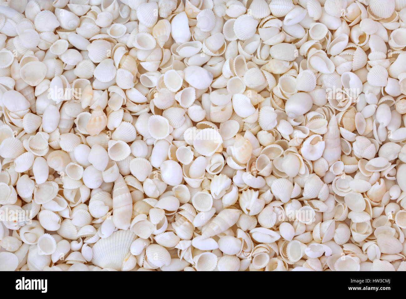 Seashell background hi-res stock photography and images - Alamy