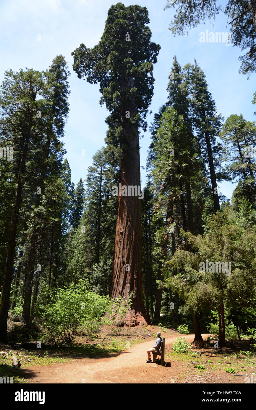 A man sits on a bench and looks so small compared to the giant Sequoia ...