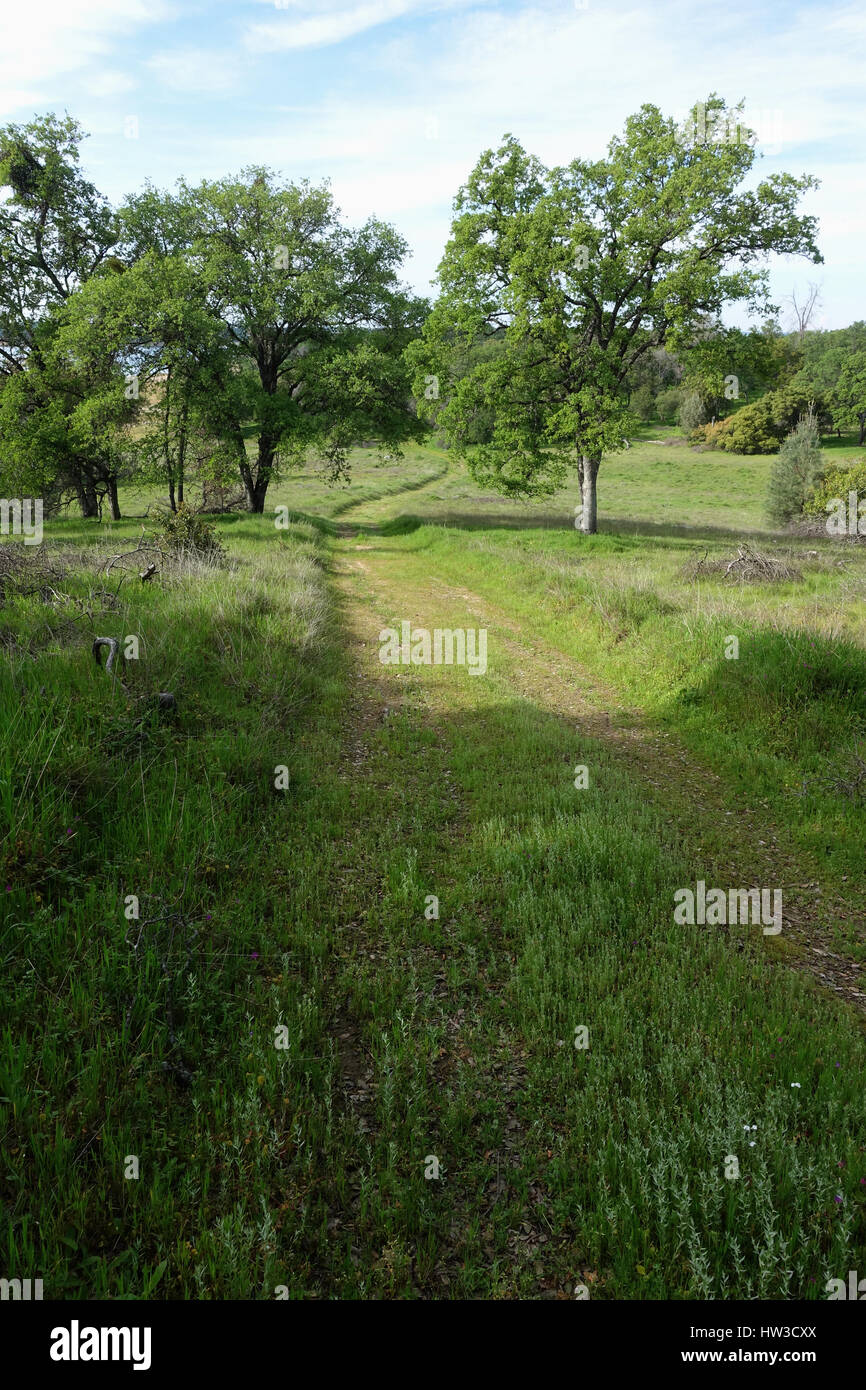 A grassy path winding through trees in the springtime Stock Photo - Alamy