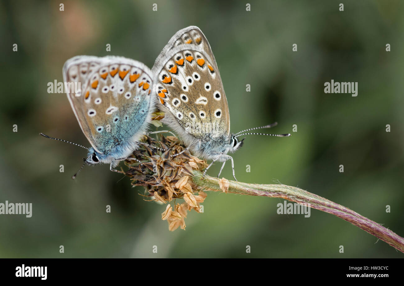 Common Blue butterflies (Polyommatus icarus) adult pair mating Stock ...