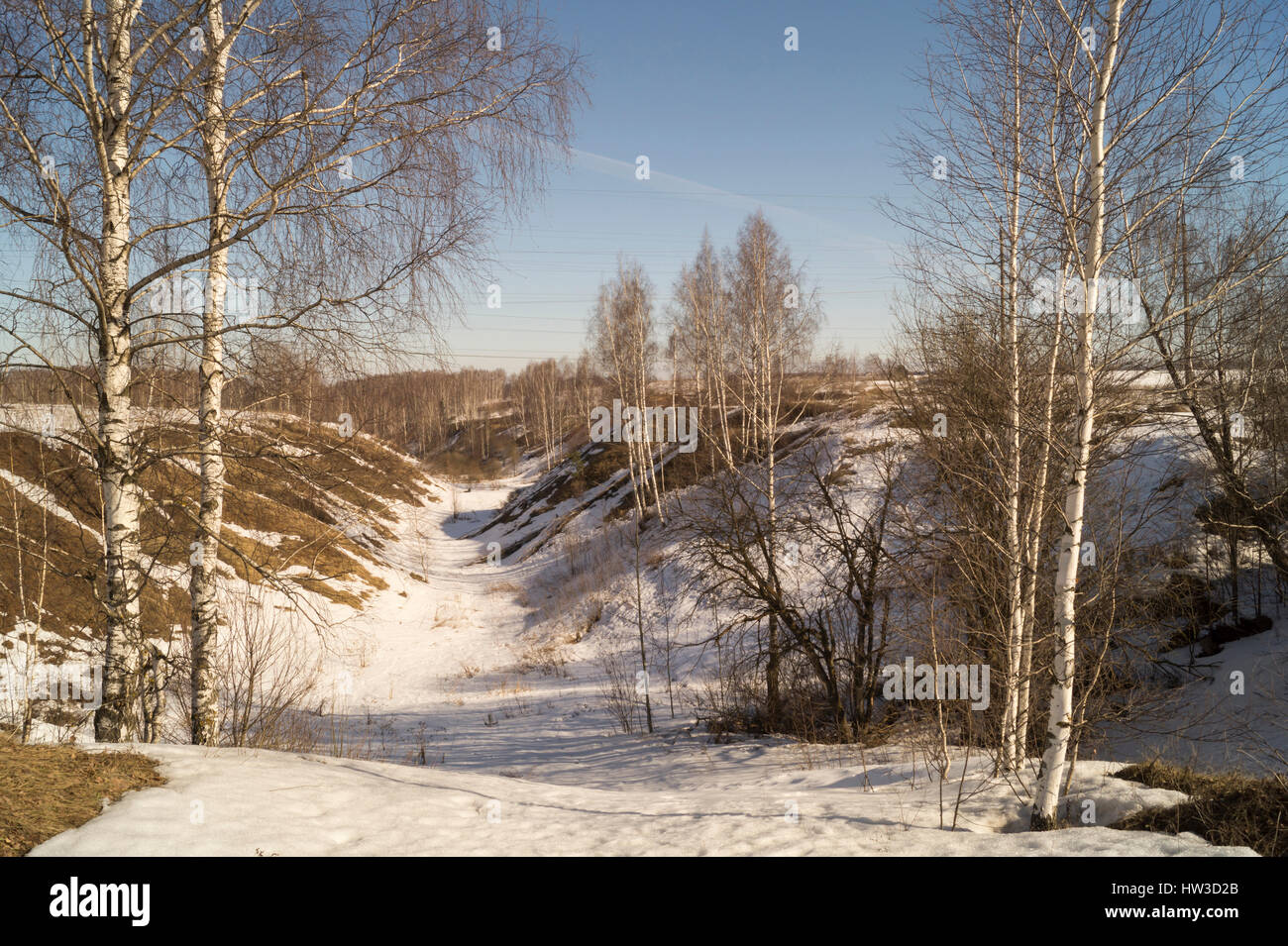 Spring landscape with birch in rural terrain on background blue sky ...