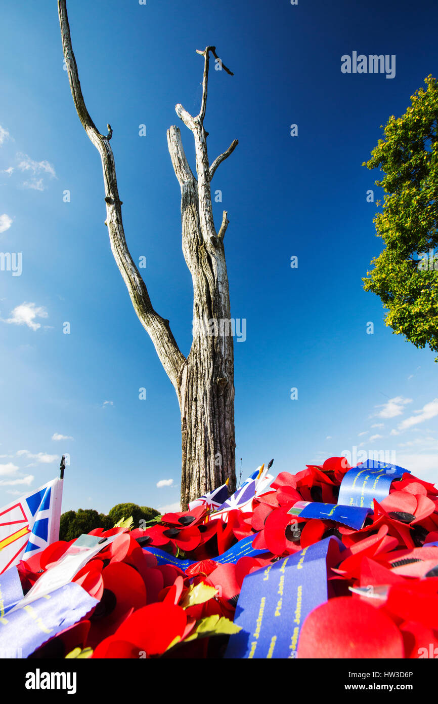 The last surviving tree from the battle at Newfoundland Memorial Park ...