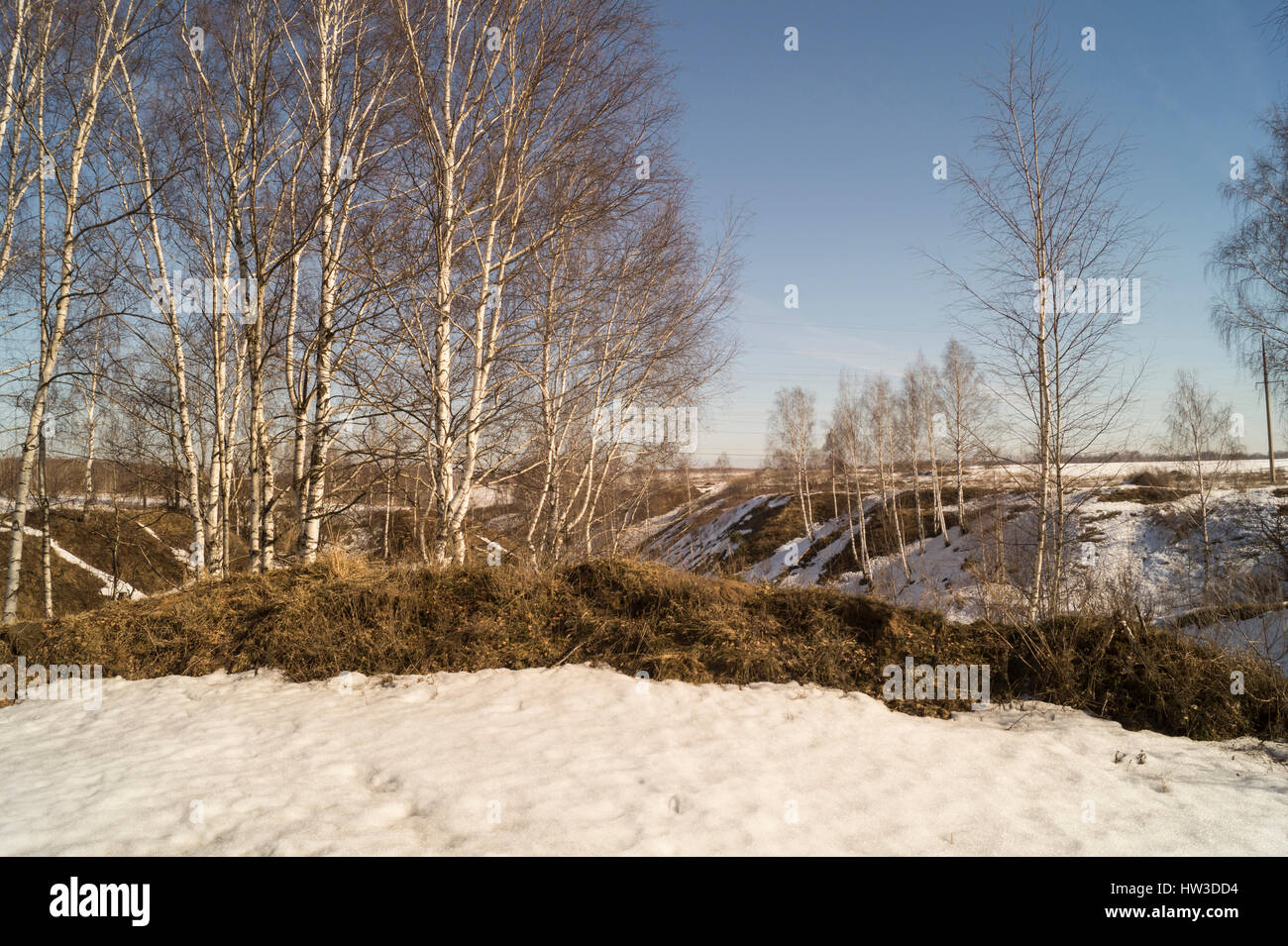 Spring landscape with birch in rural terrain on background blue sky ...