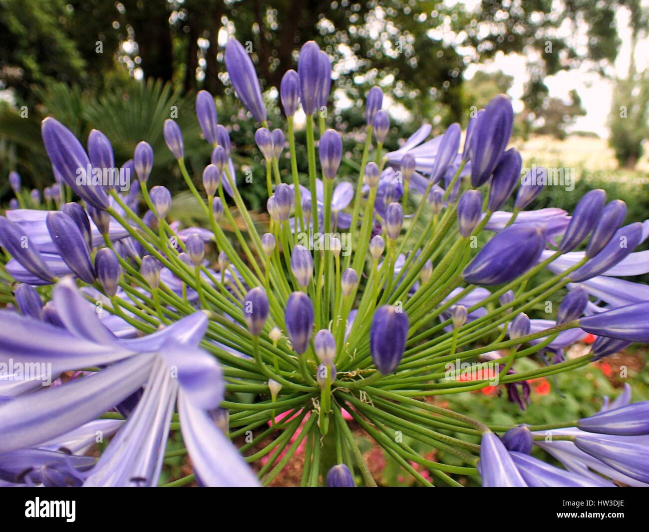 Wide Flowers High Resolution Stock Photography and Images - Alamy