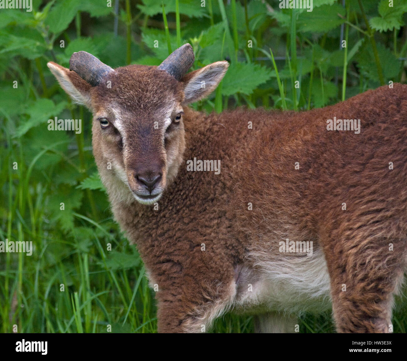 Rare Breed Castlemilk Moorit Sheep Stock Photo - Alamy