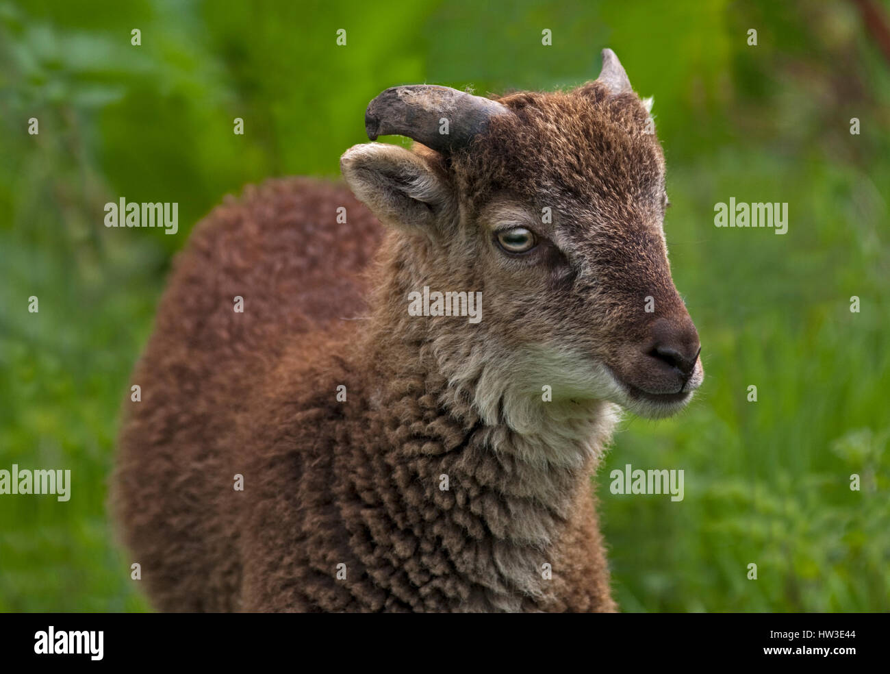 Rare Breed Castlemilk Moorit Sheep Stock Photo - Alamy