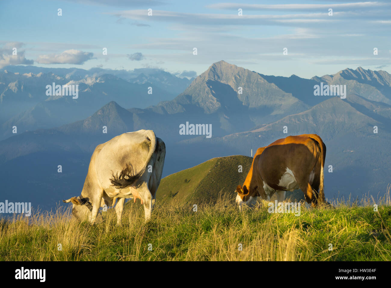 Cows on the peaks of Italian mountains eating grass and have a sun bath ...