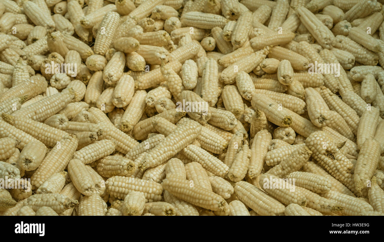 A lot of corn on the ground Stock Photo - Alamy
