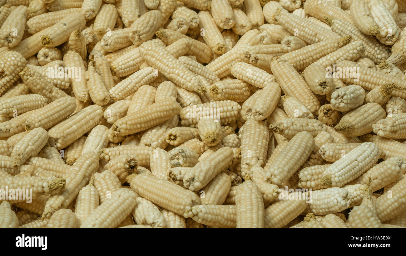 A lot of corn on the ground Stock Photo - Alamy