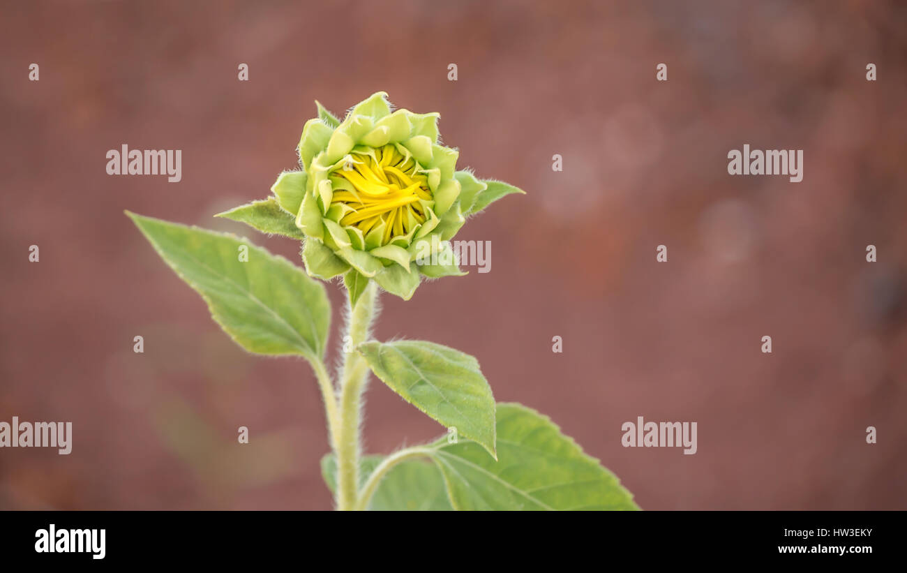 the closeup of beautiful yellow sunflower bud Stock Photo - Alamy
