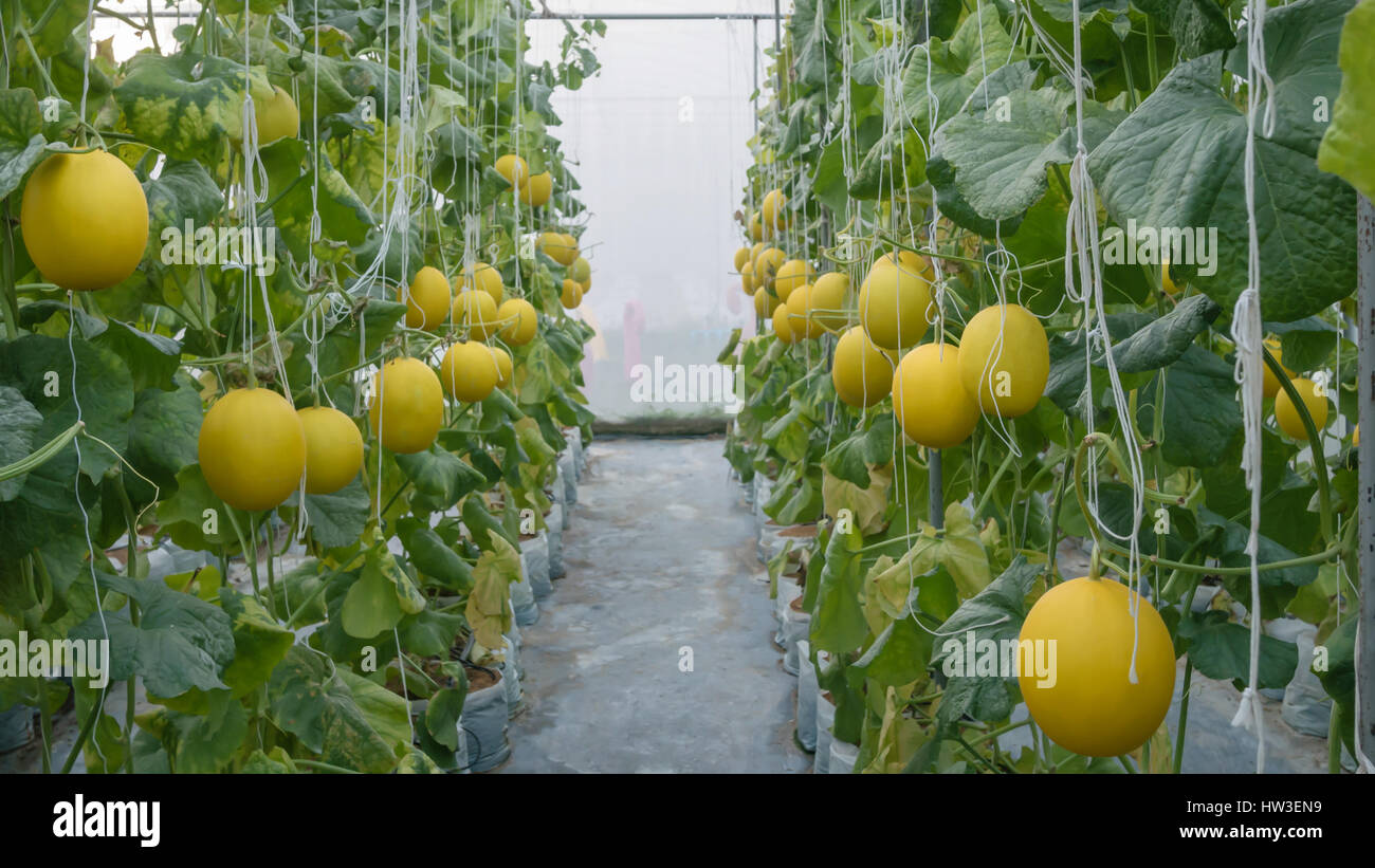 Yellow melon hanging on tree in field Stock Photo - Alamy