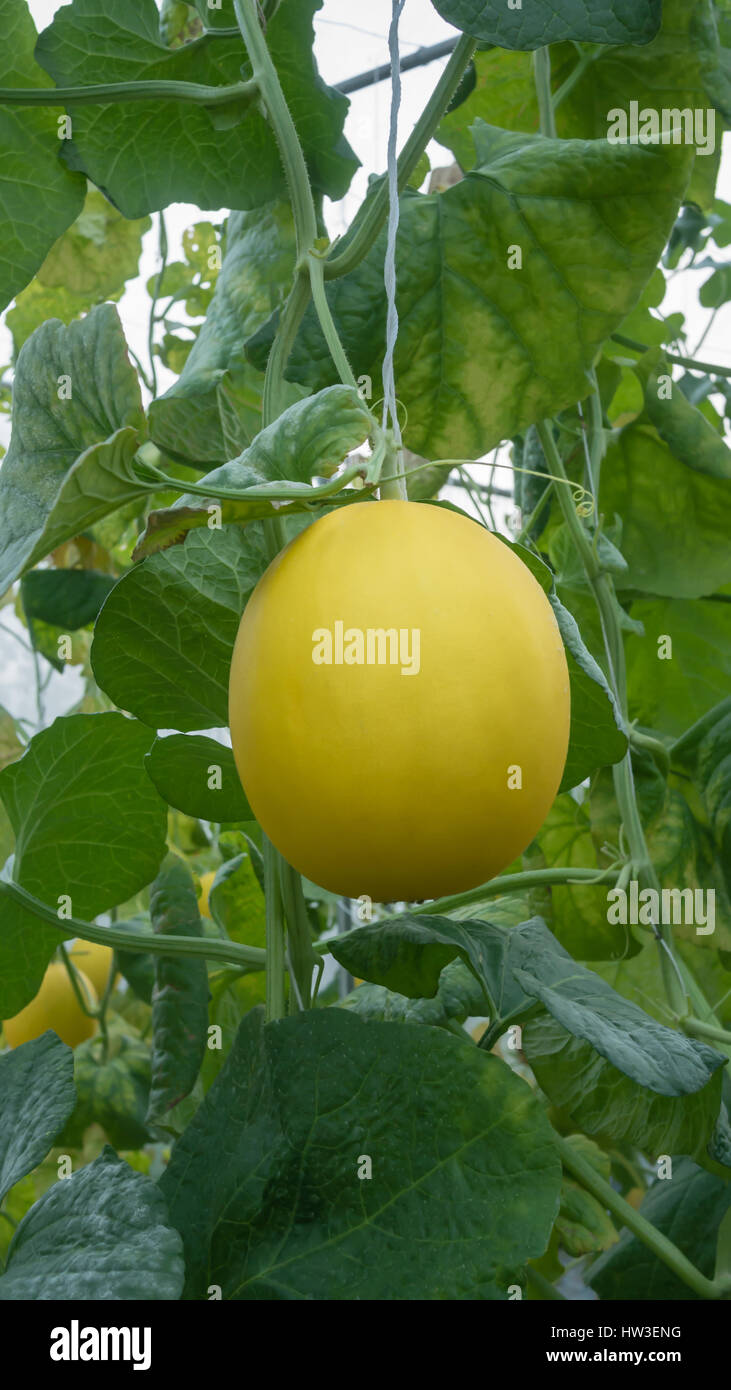 Yellow melon hanging on tree in field Stock Photo - Alamy