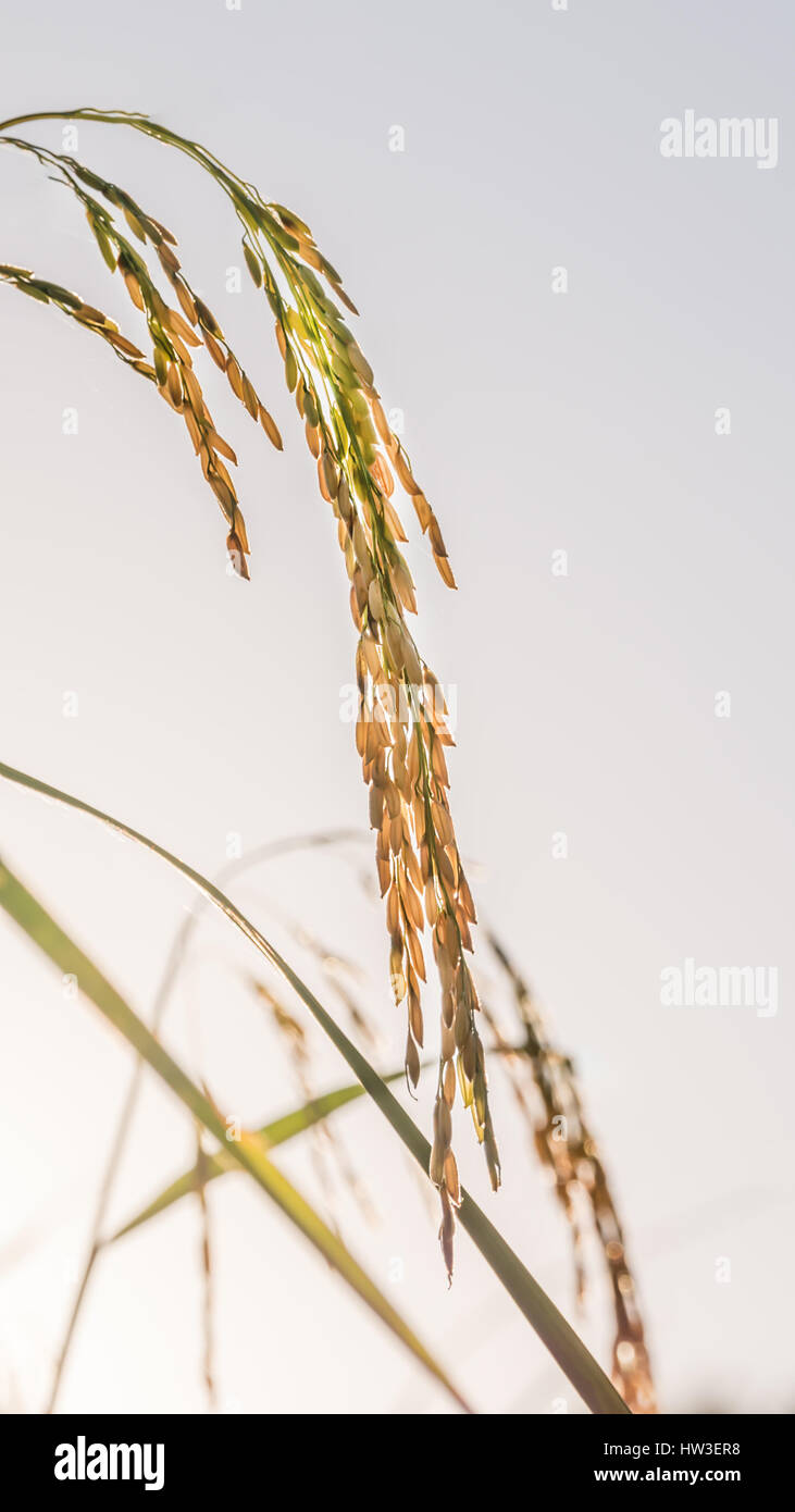 close up of yellow green rice field Stock Photo - Alamy