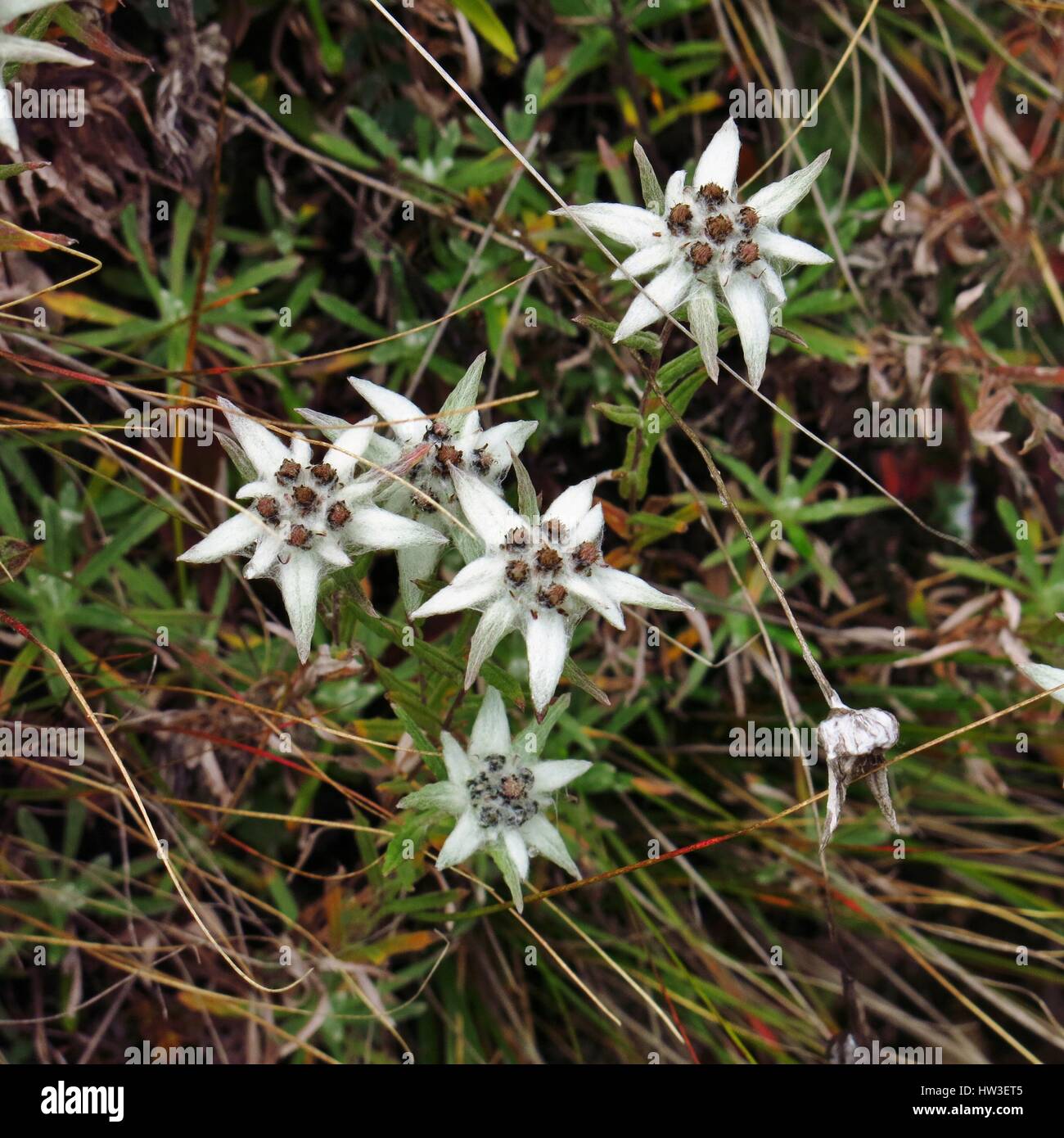 Bunch of himalayan edelweiss, photographed in the Everest National Park ...
