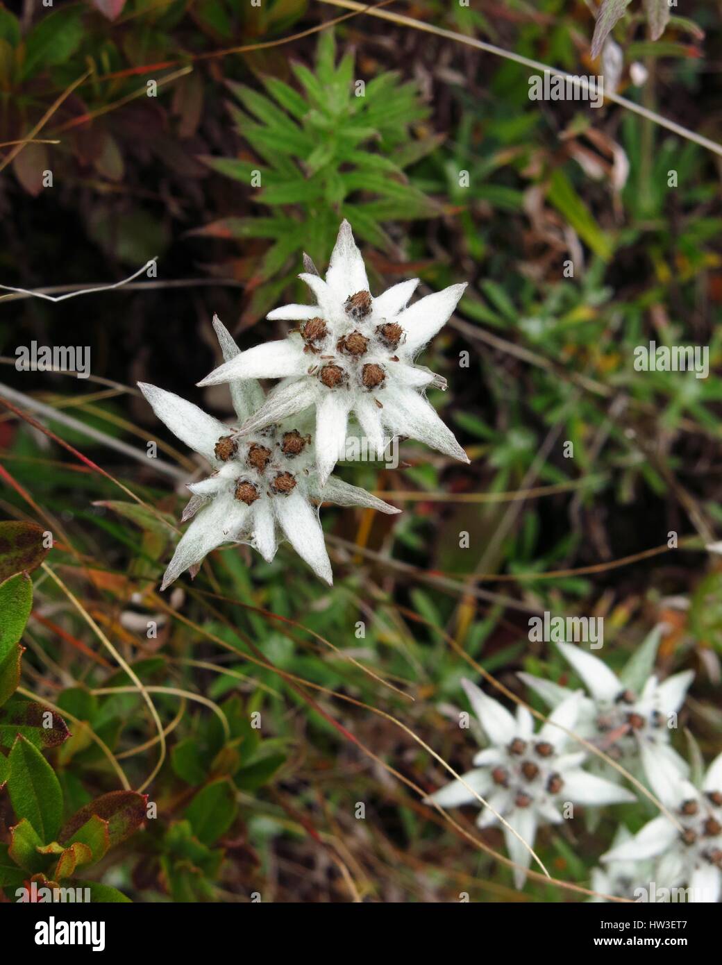 Himalayan edelweiss, growing in the Everest National Park, Nepal Stock ...