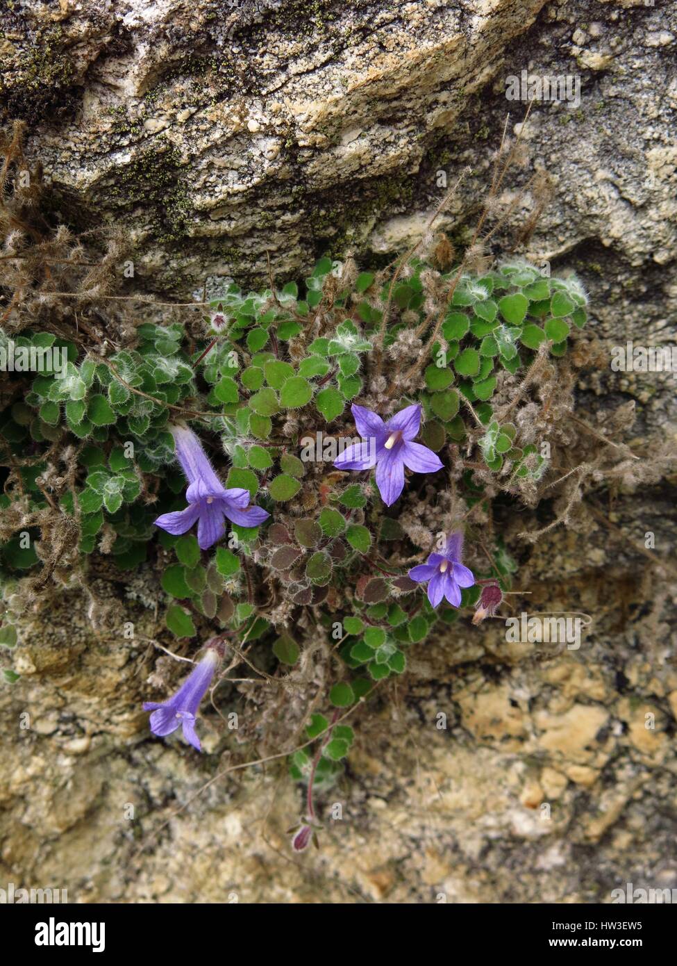 Little purple autumn flowers photographed in the Everest National Park ...