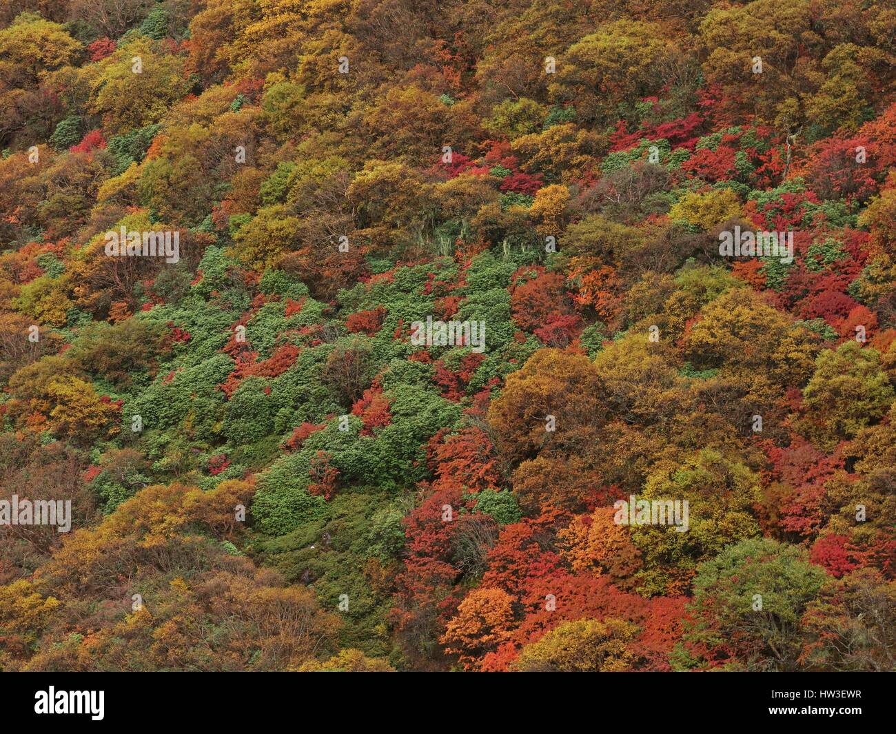 Everest natural park hi-res stock photography and images - Alamy