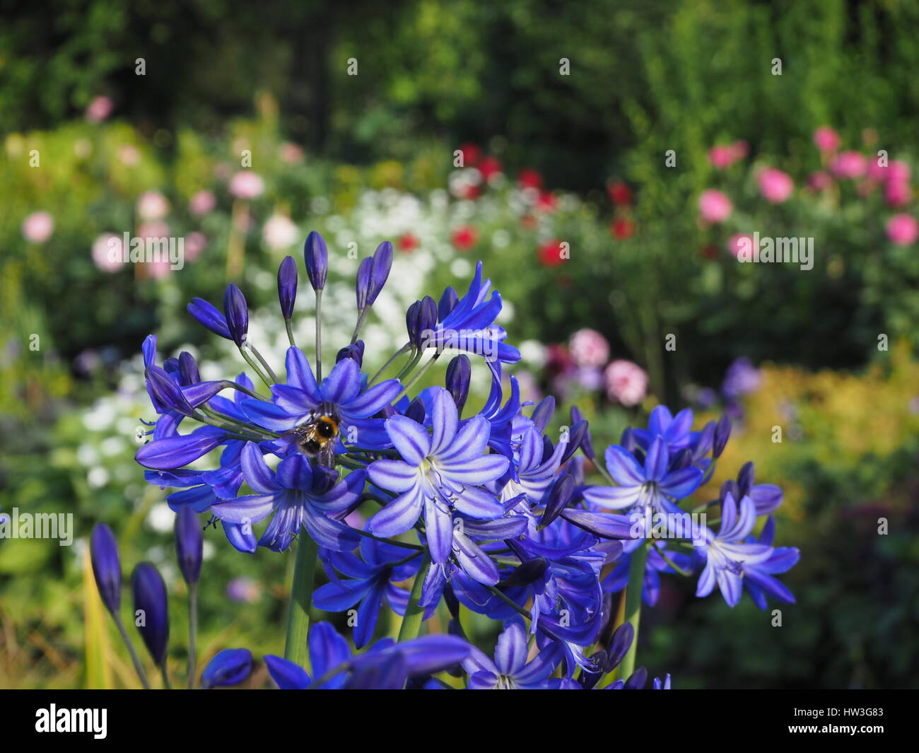 Pink agapanthus hi-res stock photography and images - Alamy