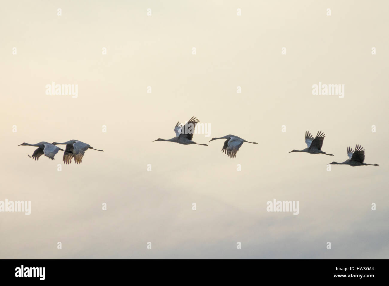 Flock of wintering Sandhill Crane birds flying over Paynes Prairie, FL ...