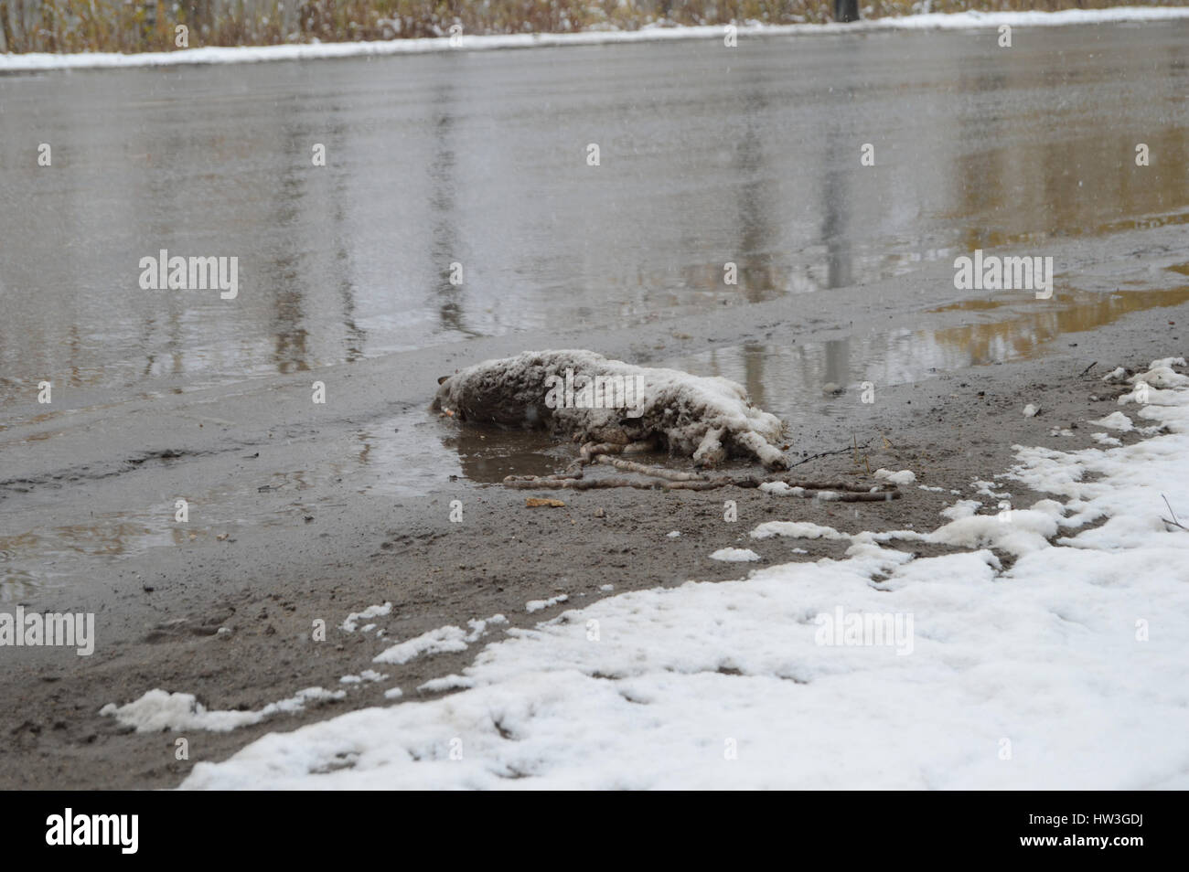 Dead cat lies on the roadside Stock Photo - Alamy