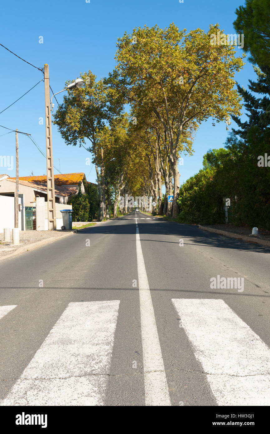 Plane trees line french road hi-res stock photography and images - Alamy