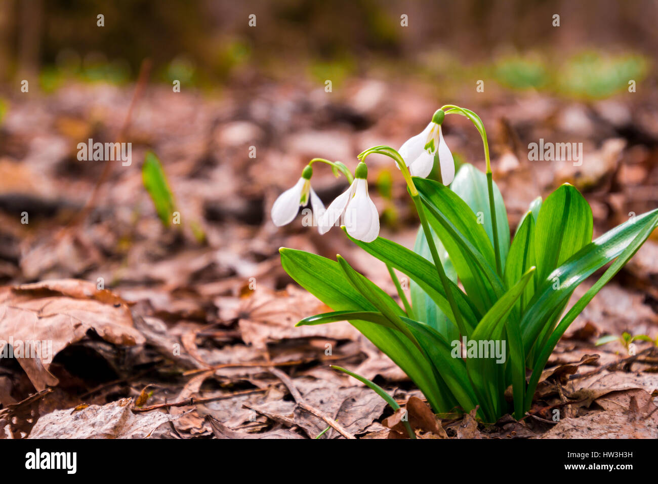 The first spring flowers white snowdrops in the forest illuminated by ...