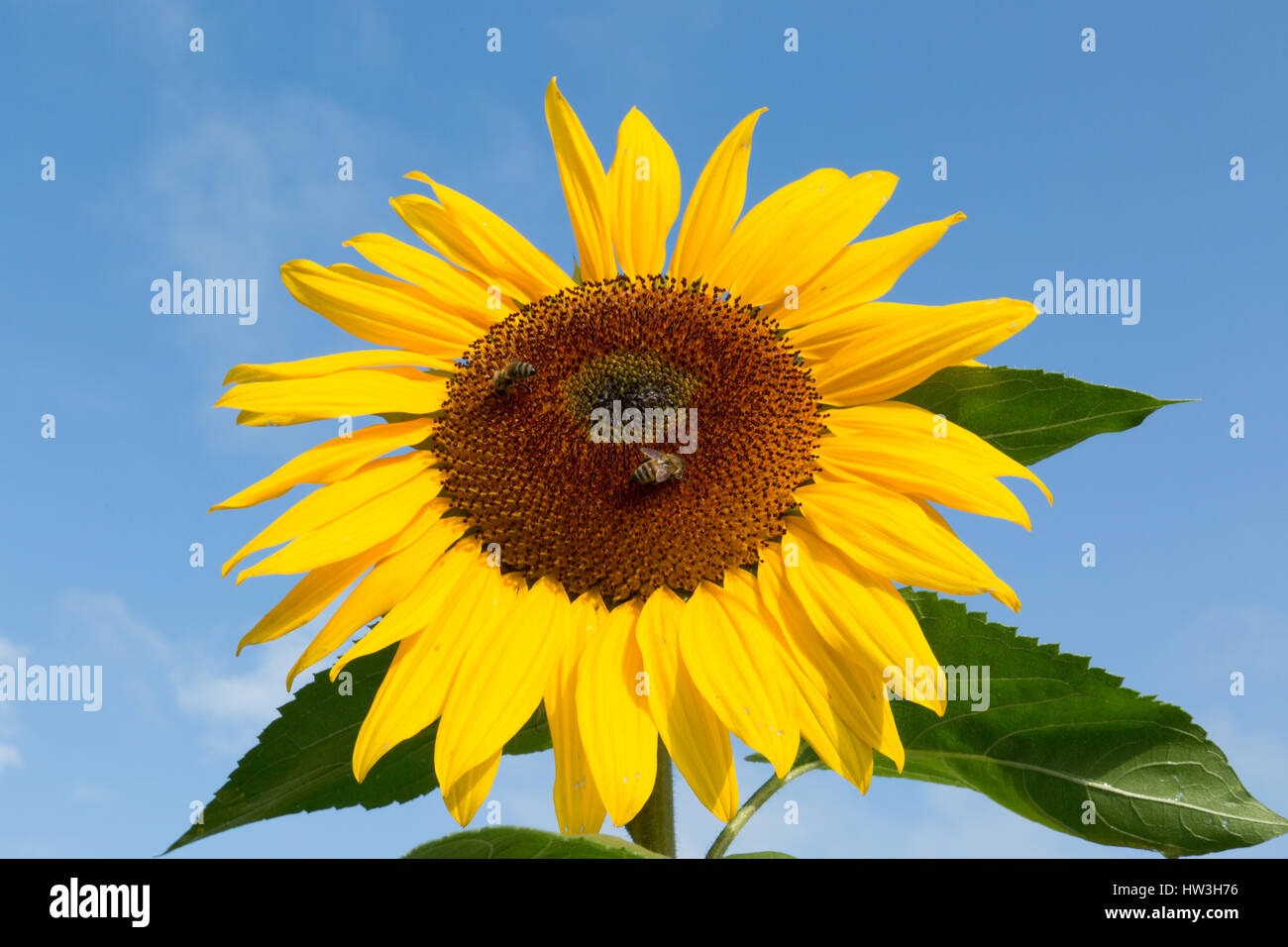 Sunflower plant with honey bees hi-res stock photography and images - Alamy