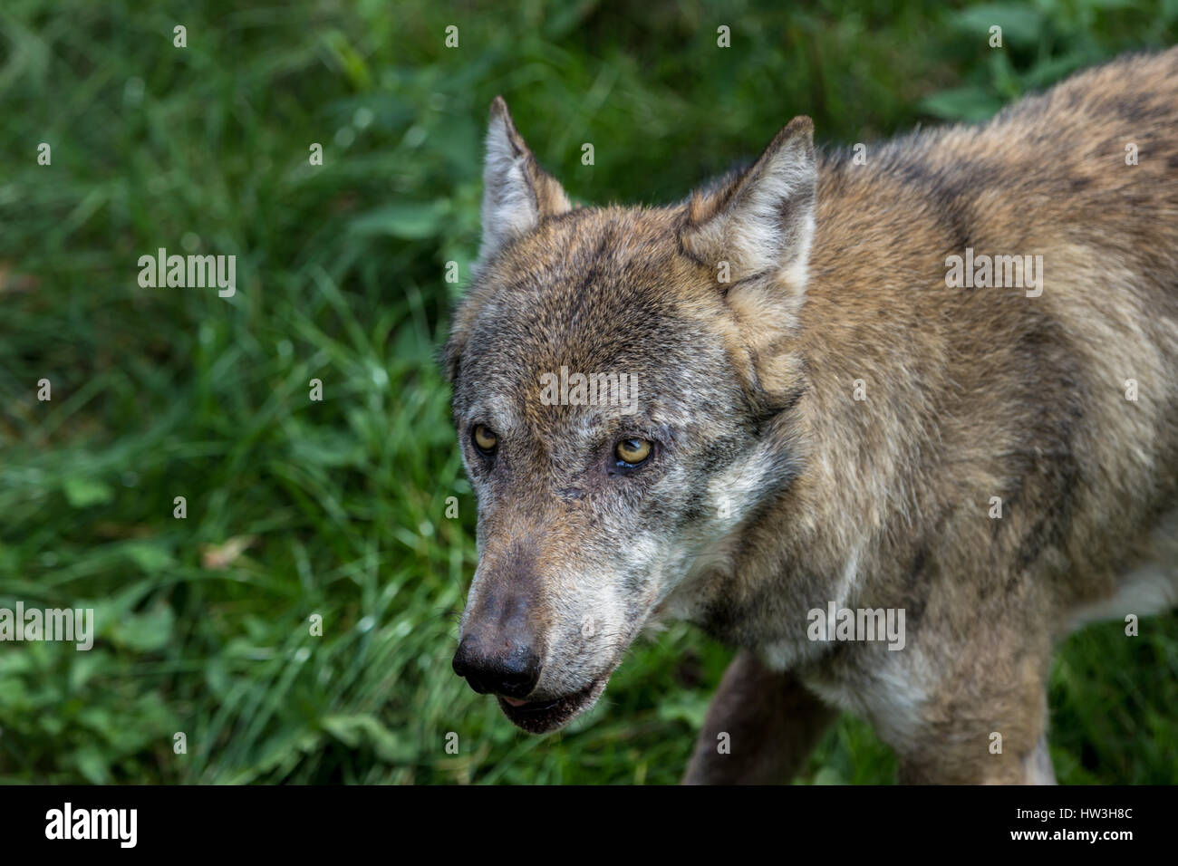 Wolf in forest Stock Photo - Alamy