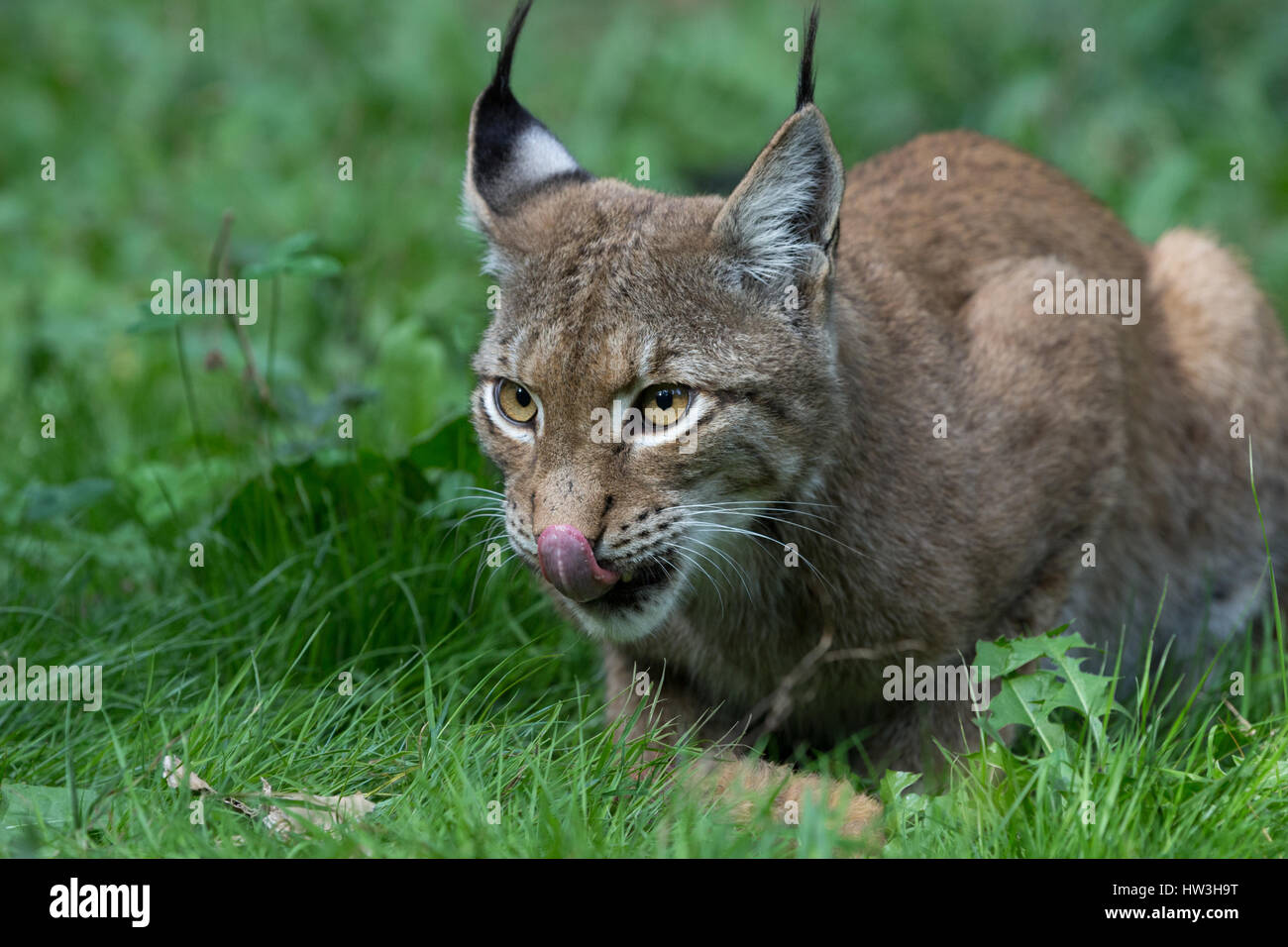 Lynx in forest Stock Photo - Alamy