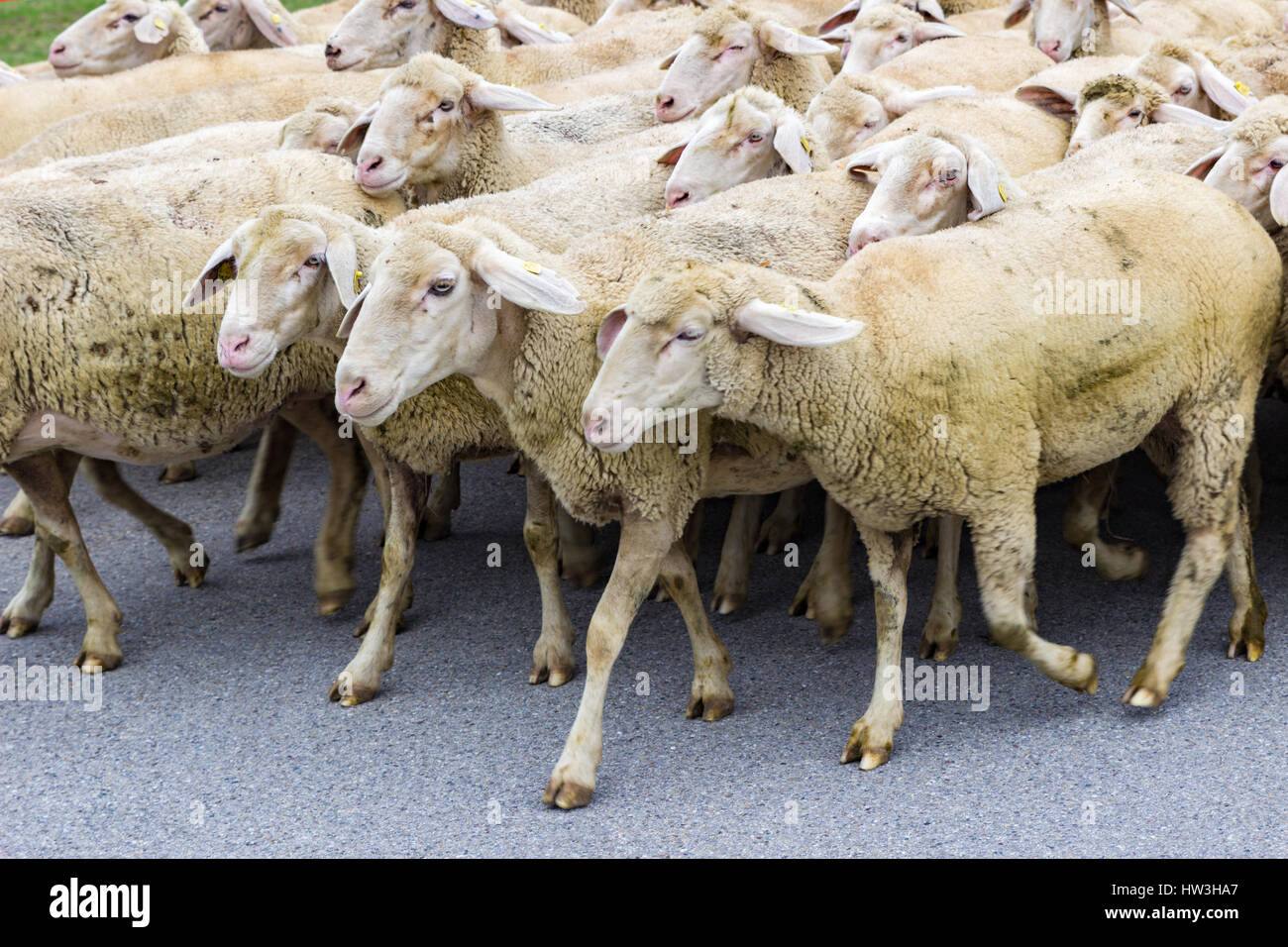 Flock of sheep Stock Photo - Alamy