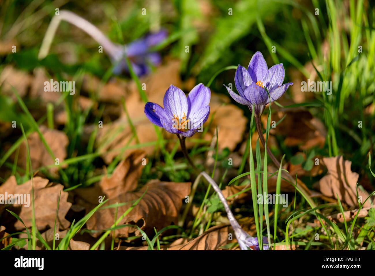 Garden crocus light hi-res stock photography and images - Alamy