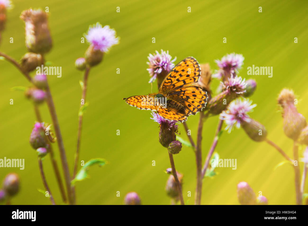 Colorful lily flowers with butterflies hi-res stock photography and ...