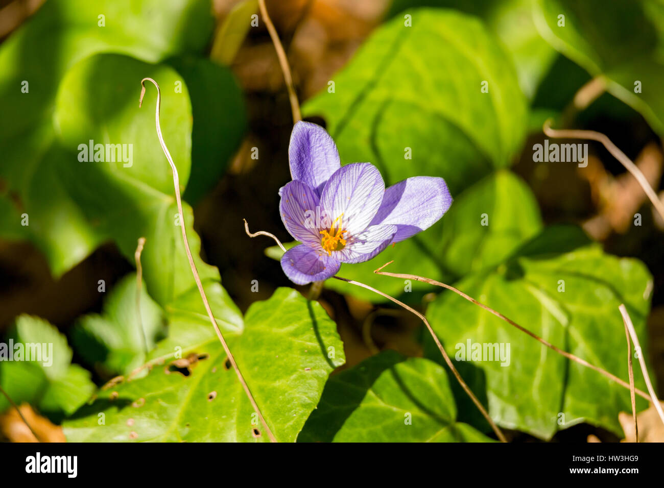 Crocus in spring light Stock Photo - Alamy