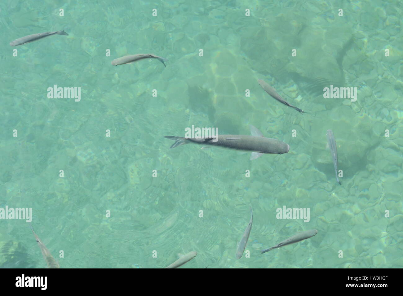 A shoal of fish swimming in Puerto Calero marina, Lanzarote Stock Photo ...