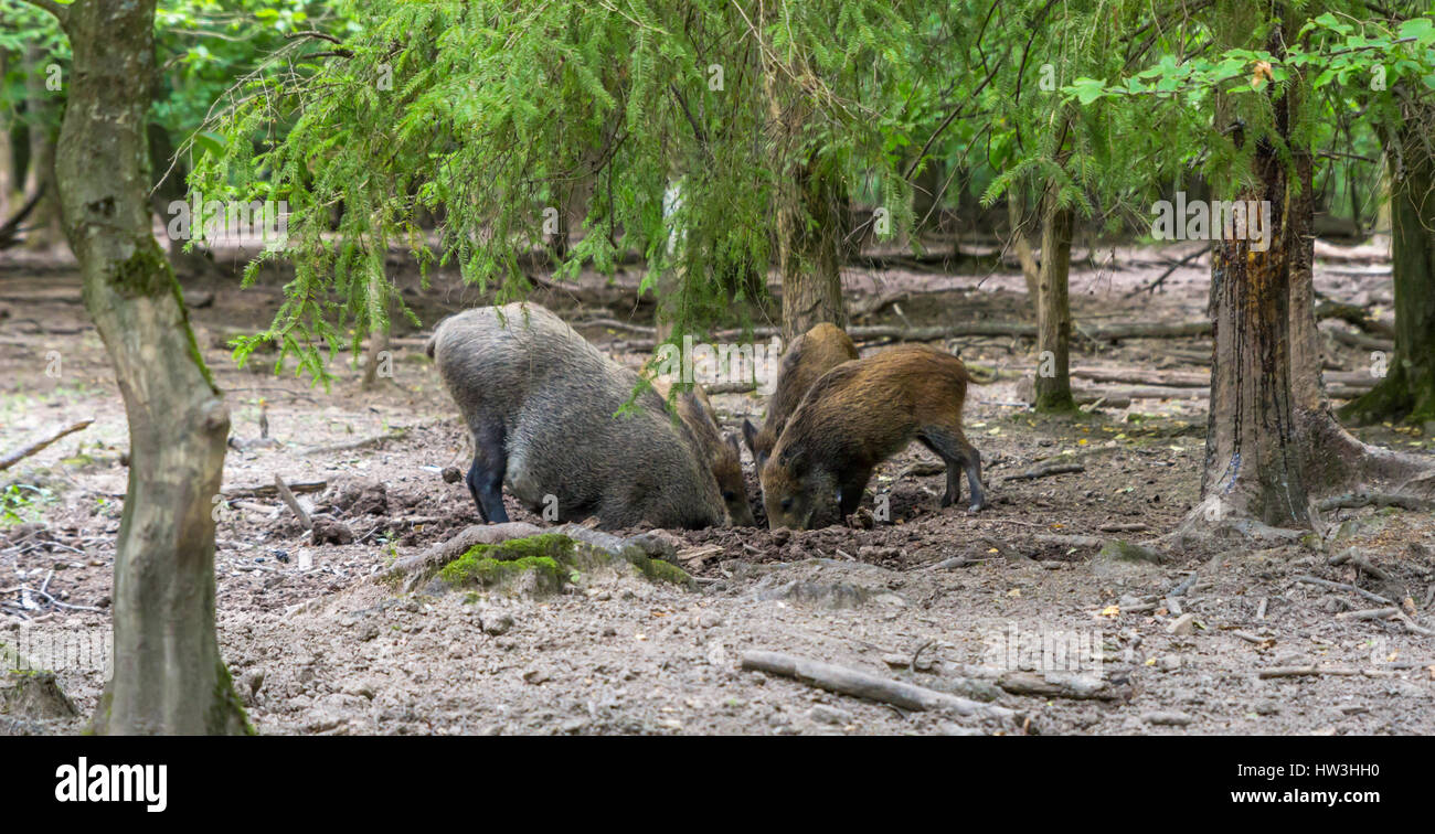 Wild boar in forest Stock Photo - Alamy