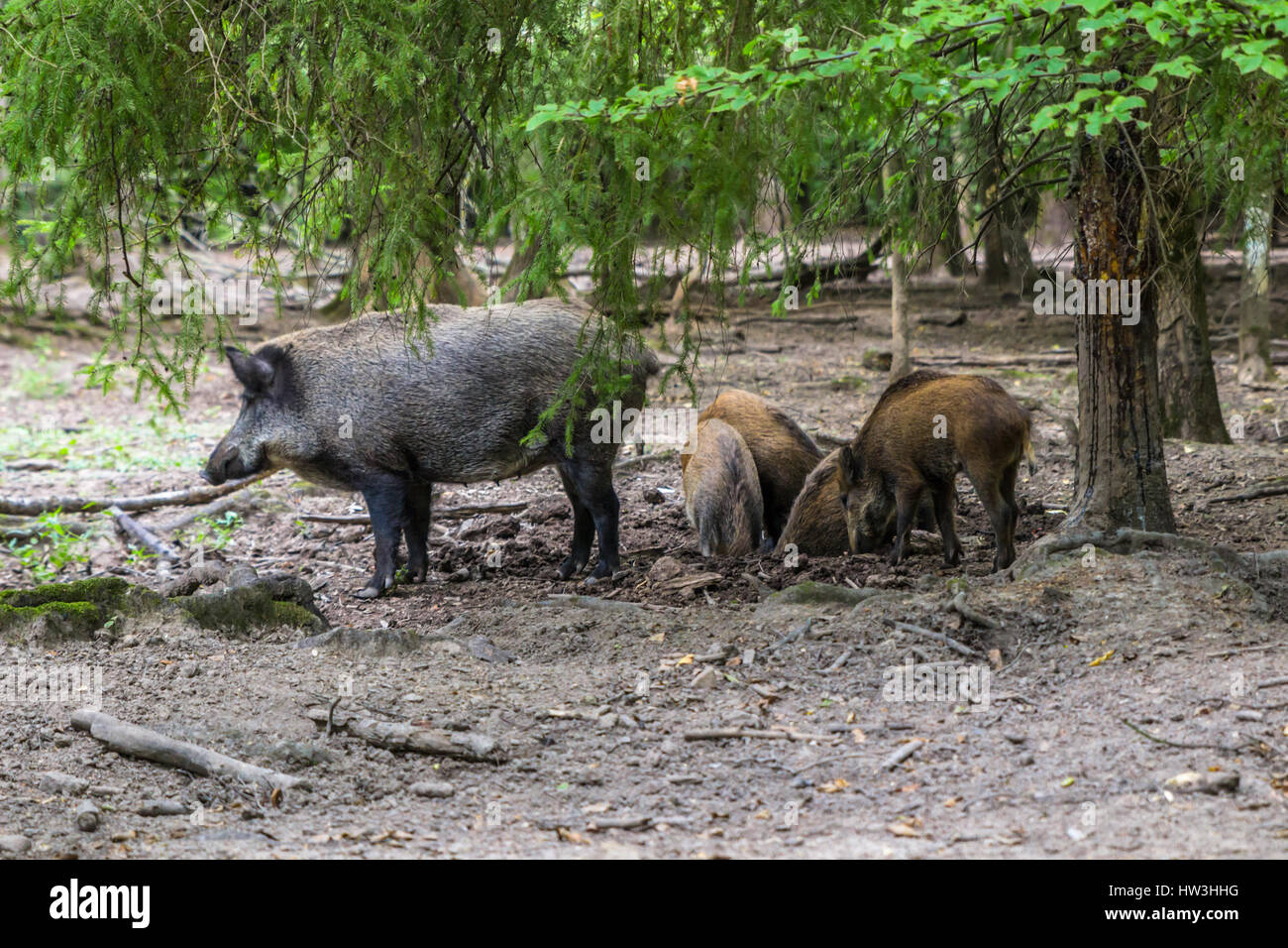 Wild boar in forest Stock Photo - Alamy