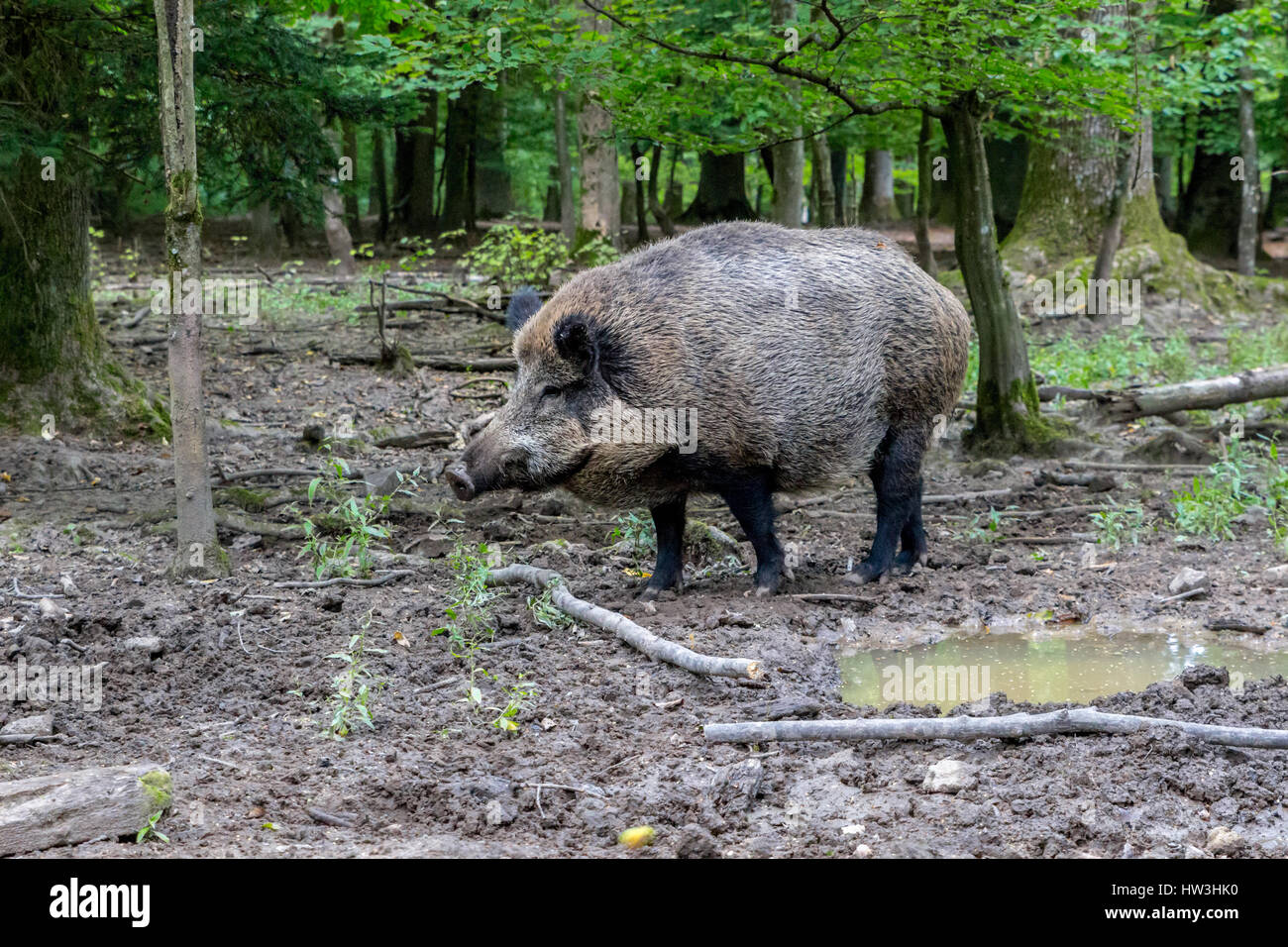 Wild boar in forest Stock Photo - Alamy