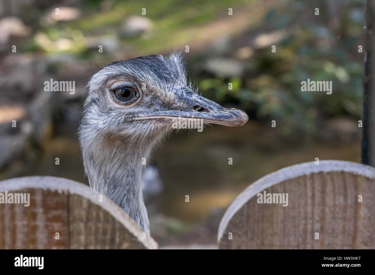Nandu hi-res stock photography and images - Alamy