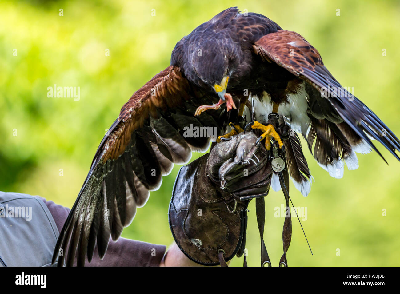 Eagle beaks hi-res stock photography and images - Alamy