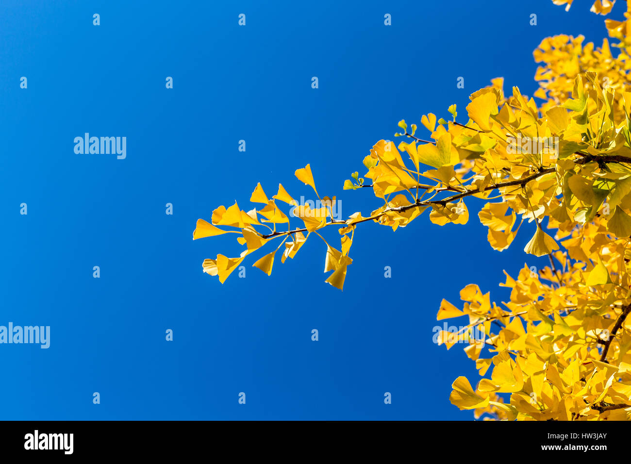 Ginko tree hi-res stock photography and images - Alamy